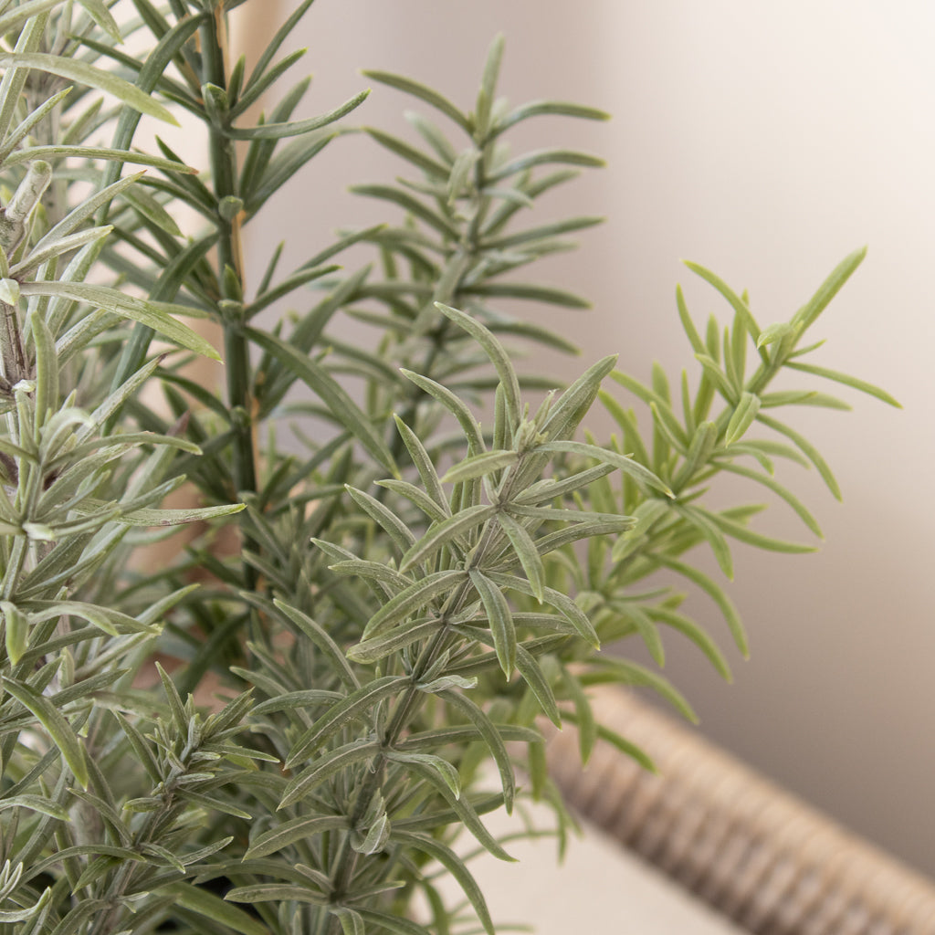 Faux Potted Rosemary Herb Plant - Marquis & Dawe