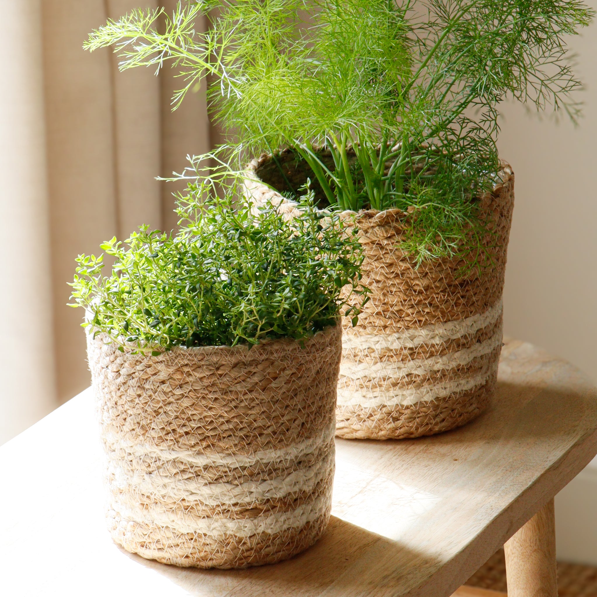Jute Plant Pot With White Stripes - Marquis & Dawe