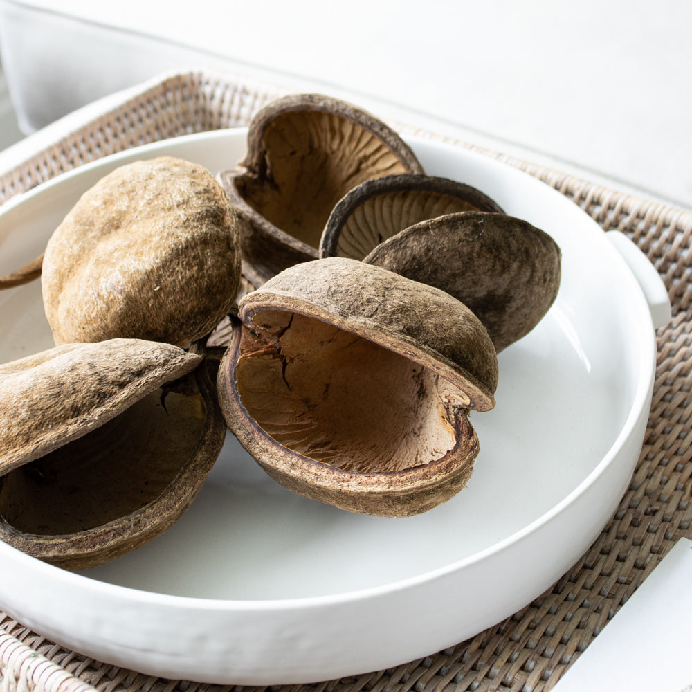 Five Dried Large Nut Pods - Marquis & Dawe