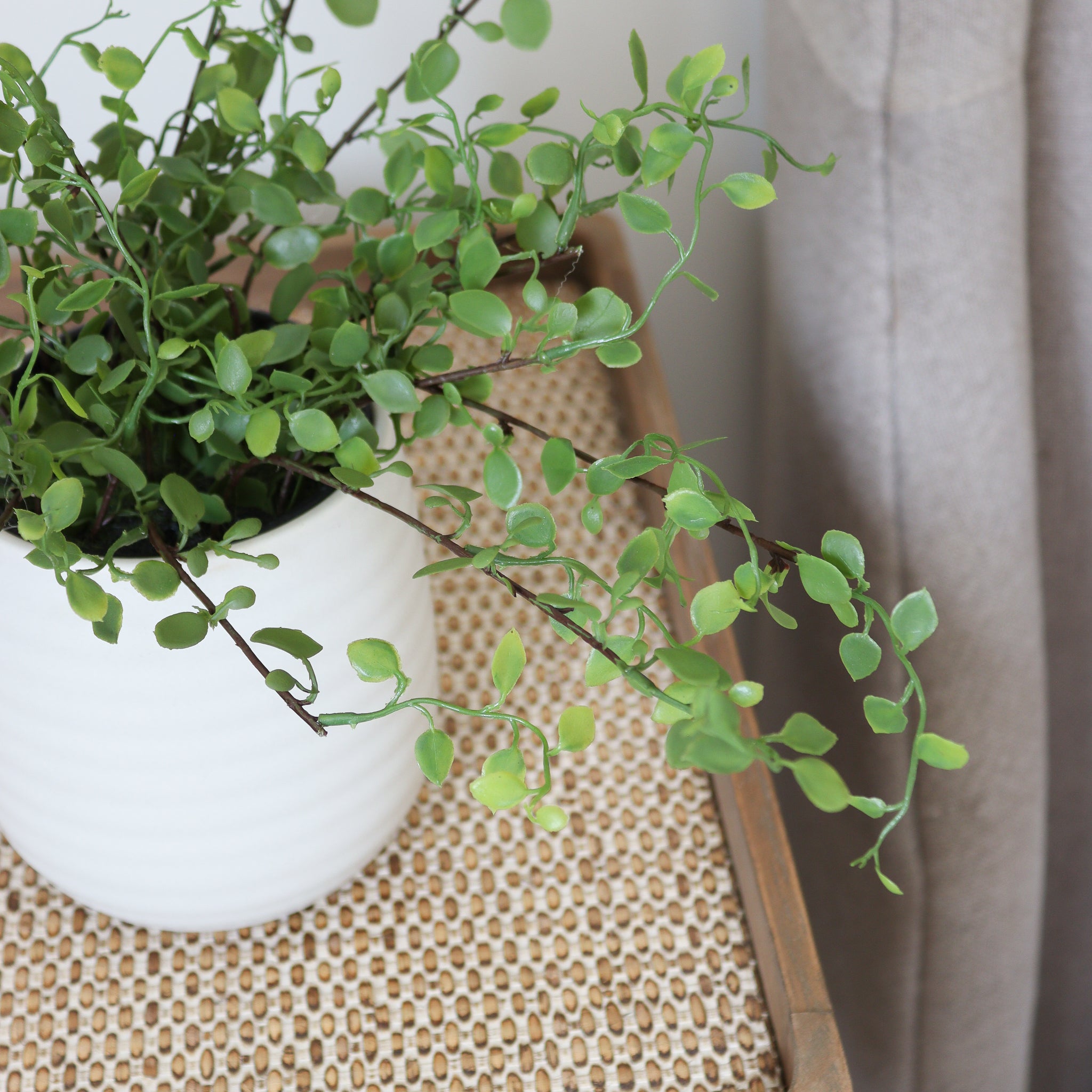 Faux Button Leaf Plant - Marquis & Dawe