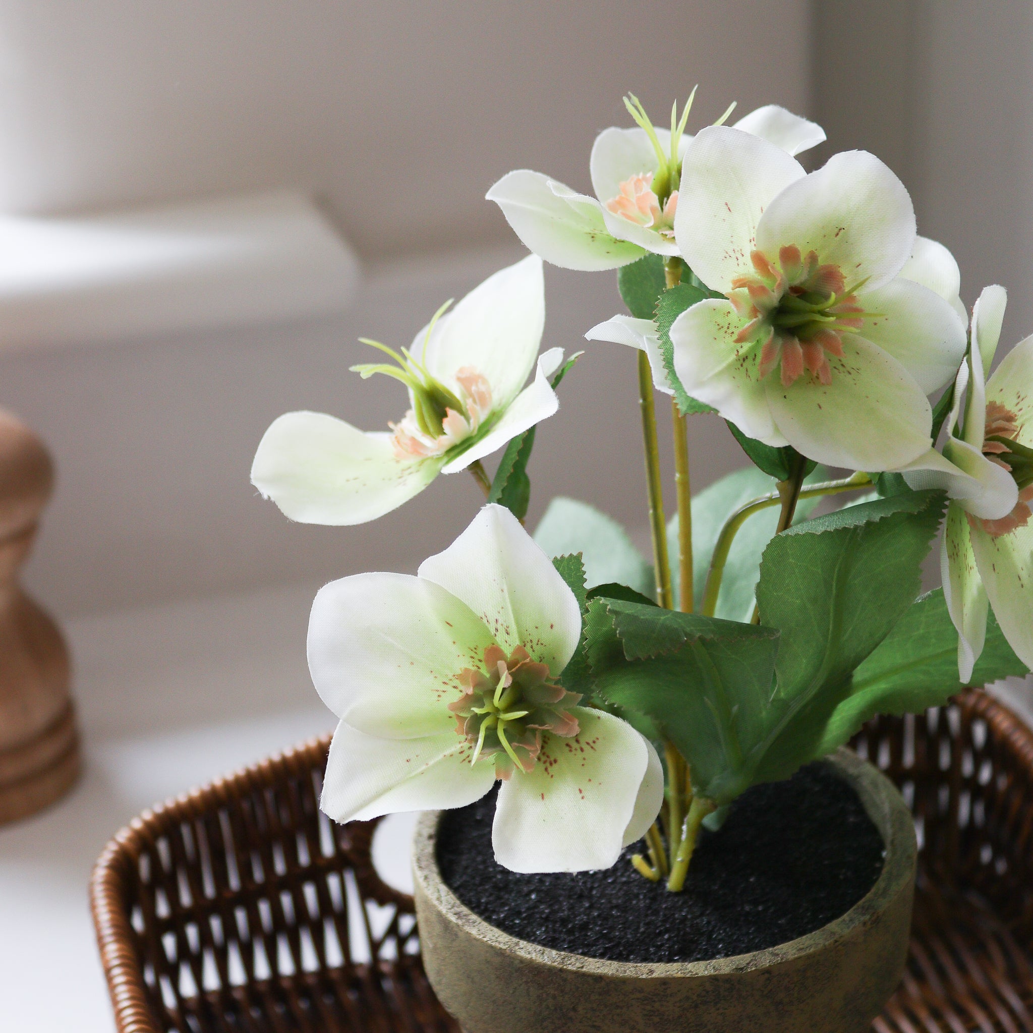 Faux Potted Hellebore - Marquis & Dawe