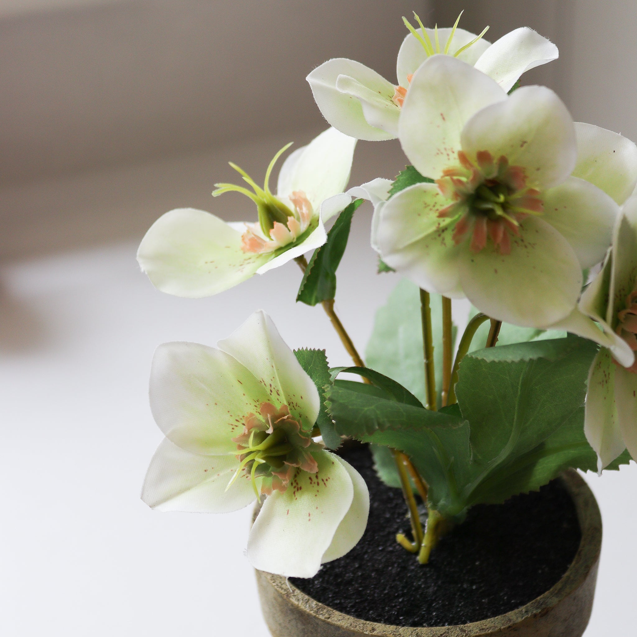 Faux Potted Hellebore - Marquis & Dawe
