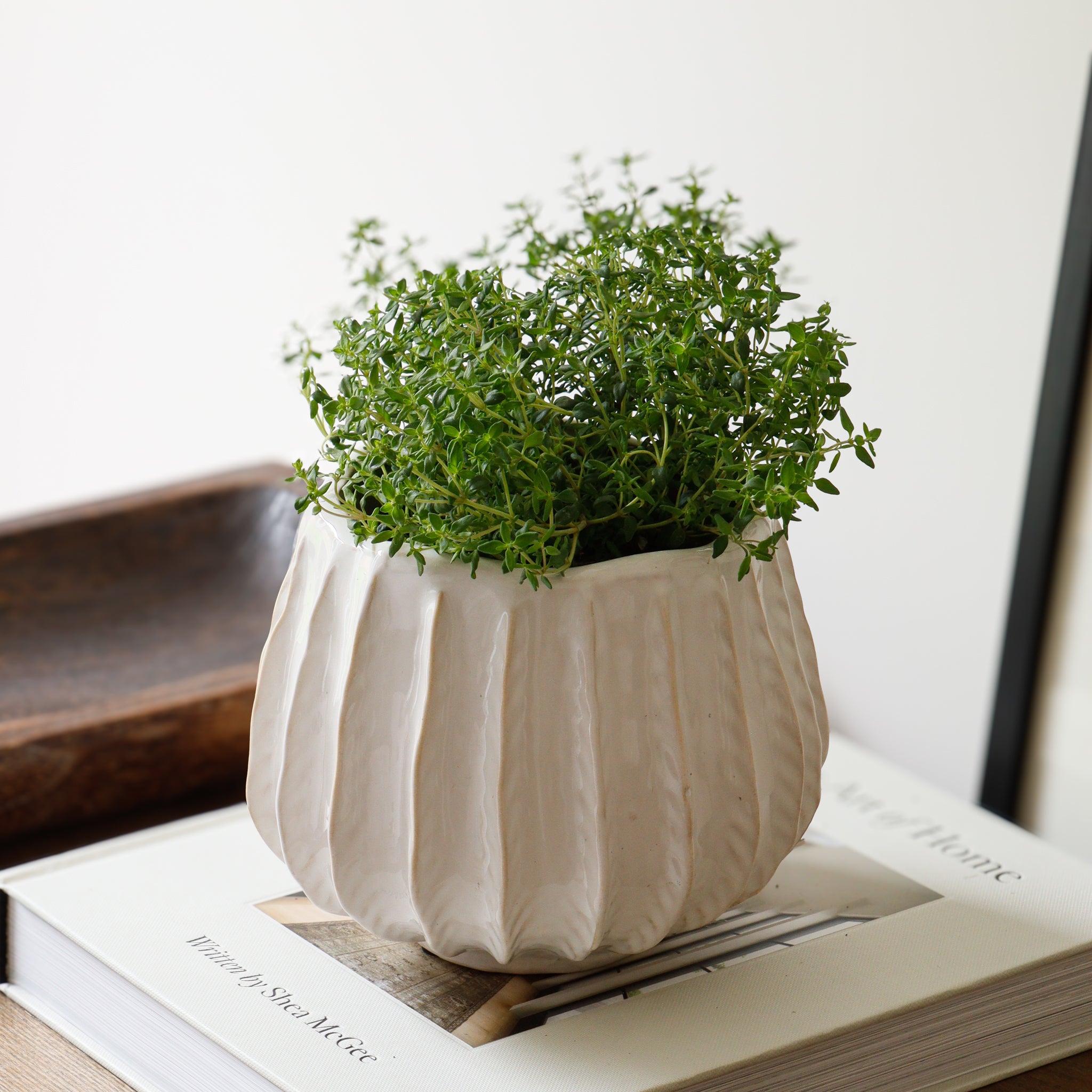 Natural and White Ribbed Ceramic Plant Pot - Marquis & Dawe