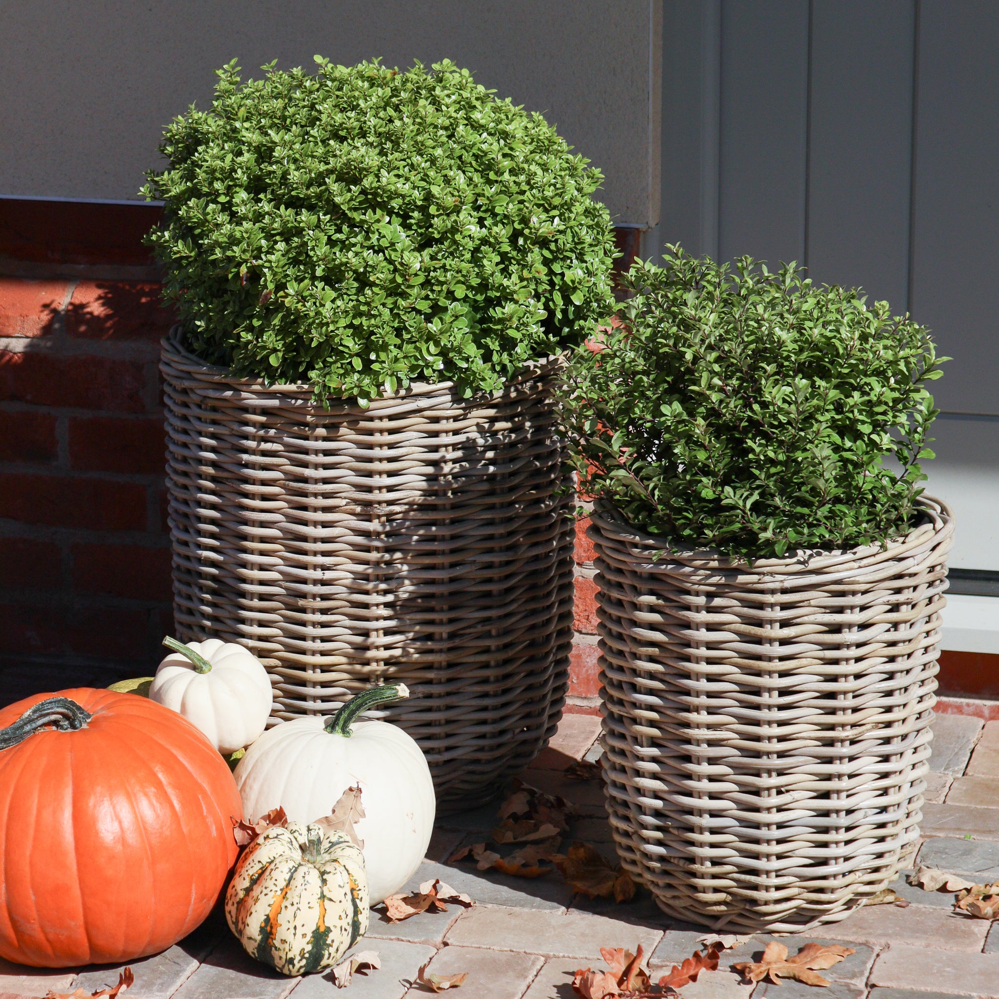 Round Rattan Planter With Curved Base - Marquis & Dawe